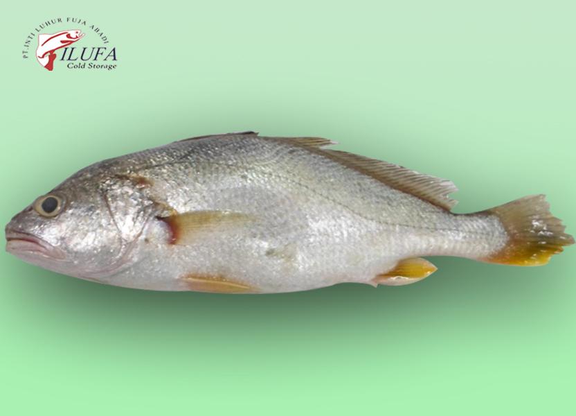 Pelagic Fish IlufaSeafood | Inti Luhur Fuja Abadi